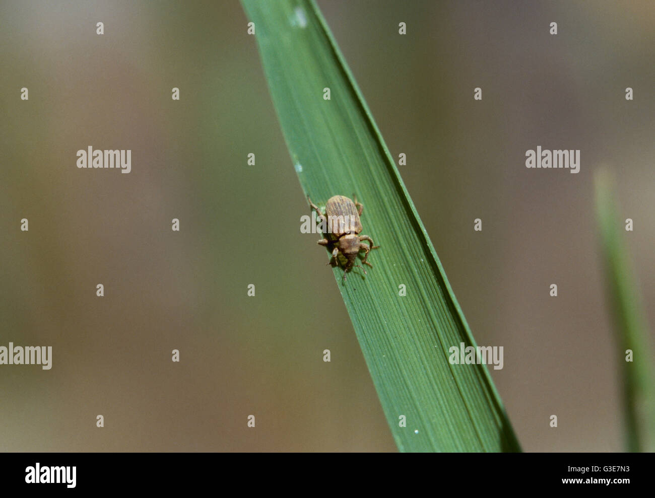 Water pest hi-res stock photography and images - Alamy