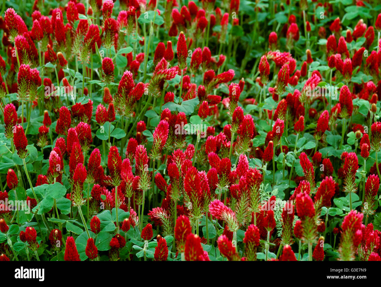 Cover crop clover hi-res stock photography and images - Alamy