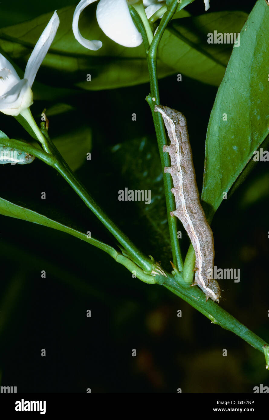 Agriculture - Citrus cutworm (Xylomyges curialis); a brown phase larva ...