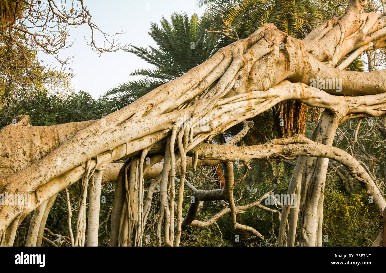 Banyan Tree roots, Ficus benghalensis, national tree of India ...