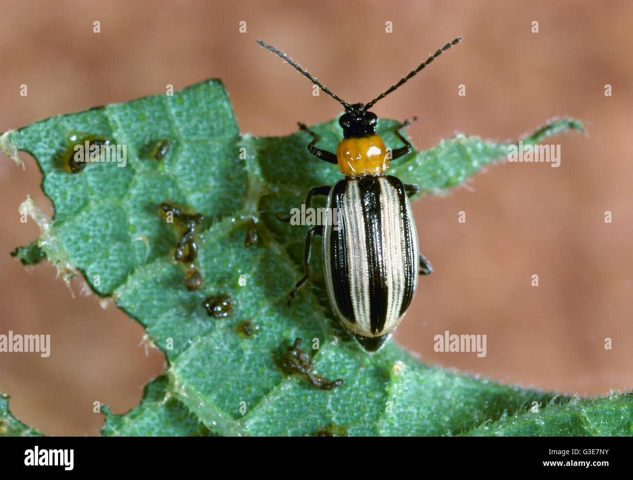 Western striped cucumber beetle hi-res stock photography and images - Alamy