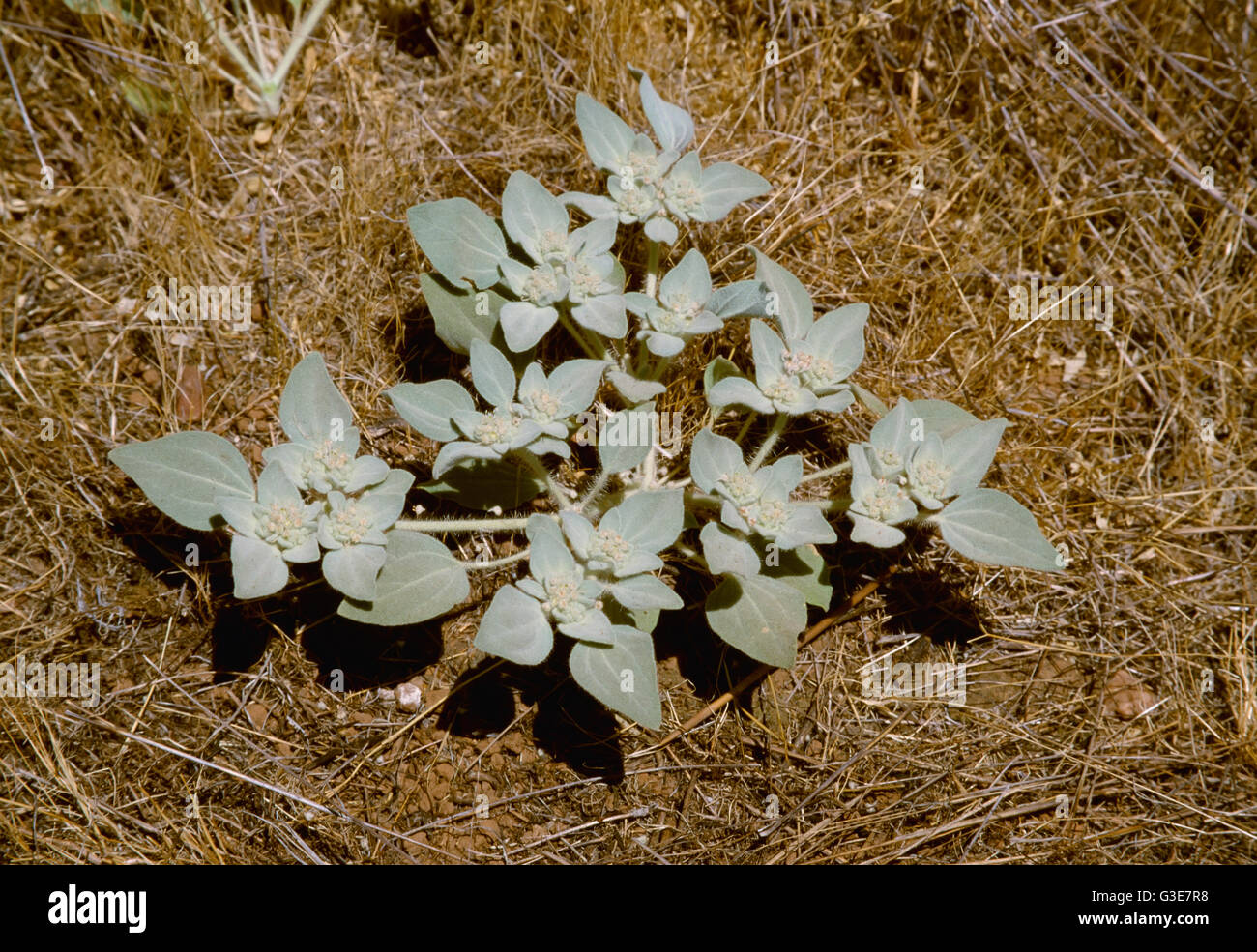 Agriculture - Weeds, Turkey Mullein (Croton setigerus) aka. Doveweed ...