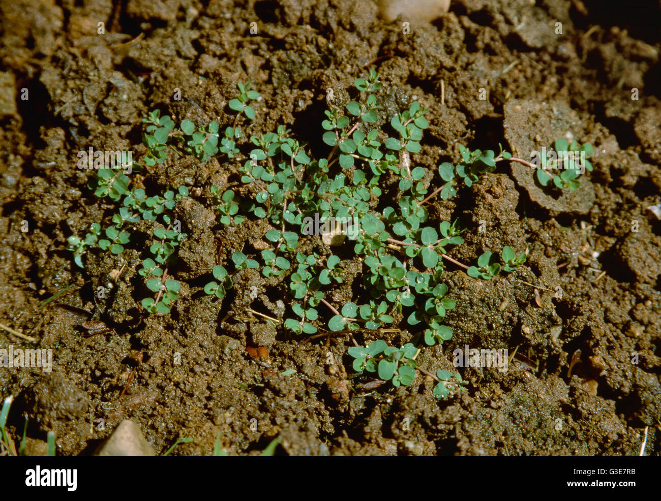 Agriculture - Weeds, Creeping Spurge (Euphorbia serpens) aka. Matted ...