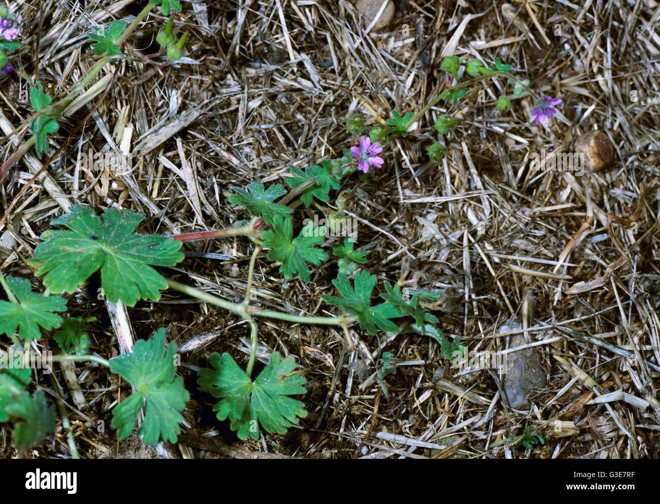 Agriculture - Weeds, Dovefoot Geranium (Geranium molle) aka. Culver ...