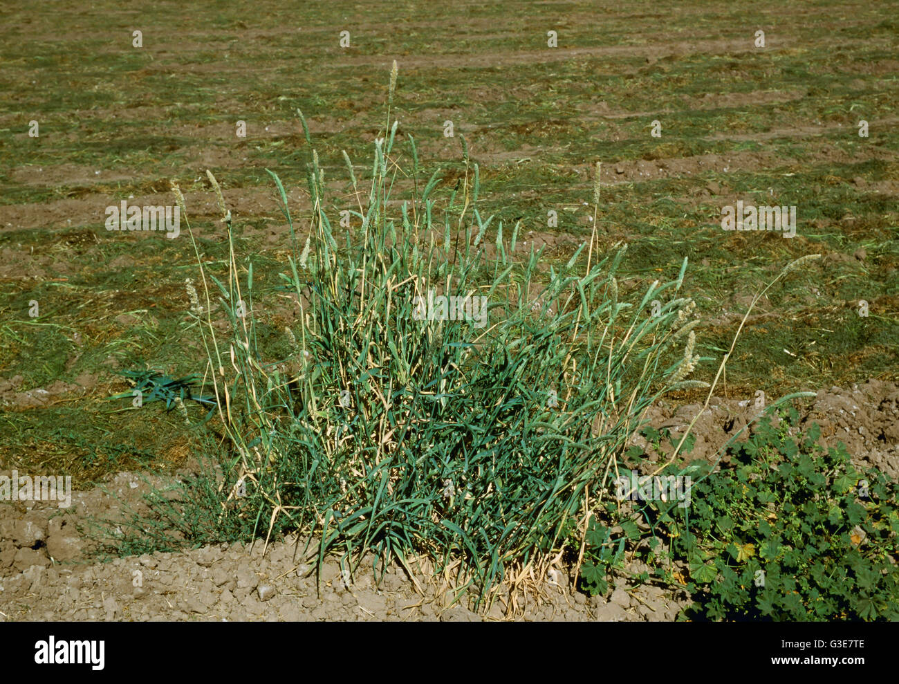 Phalaris Minor Weed