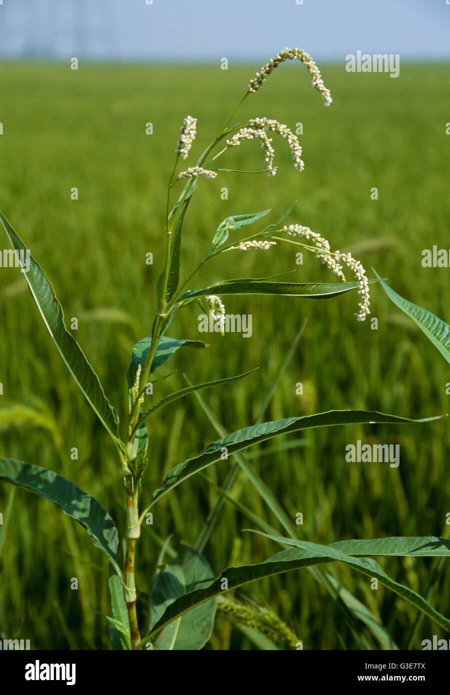 Agriculture - Weeds, Pale Smartweed (Polygonum lapathifolium) aka ...