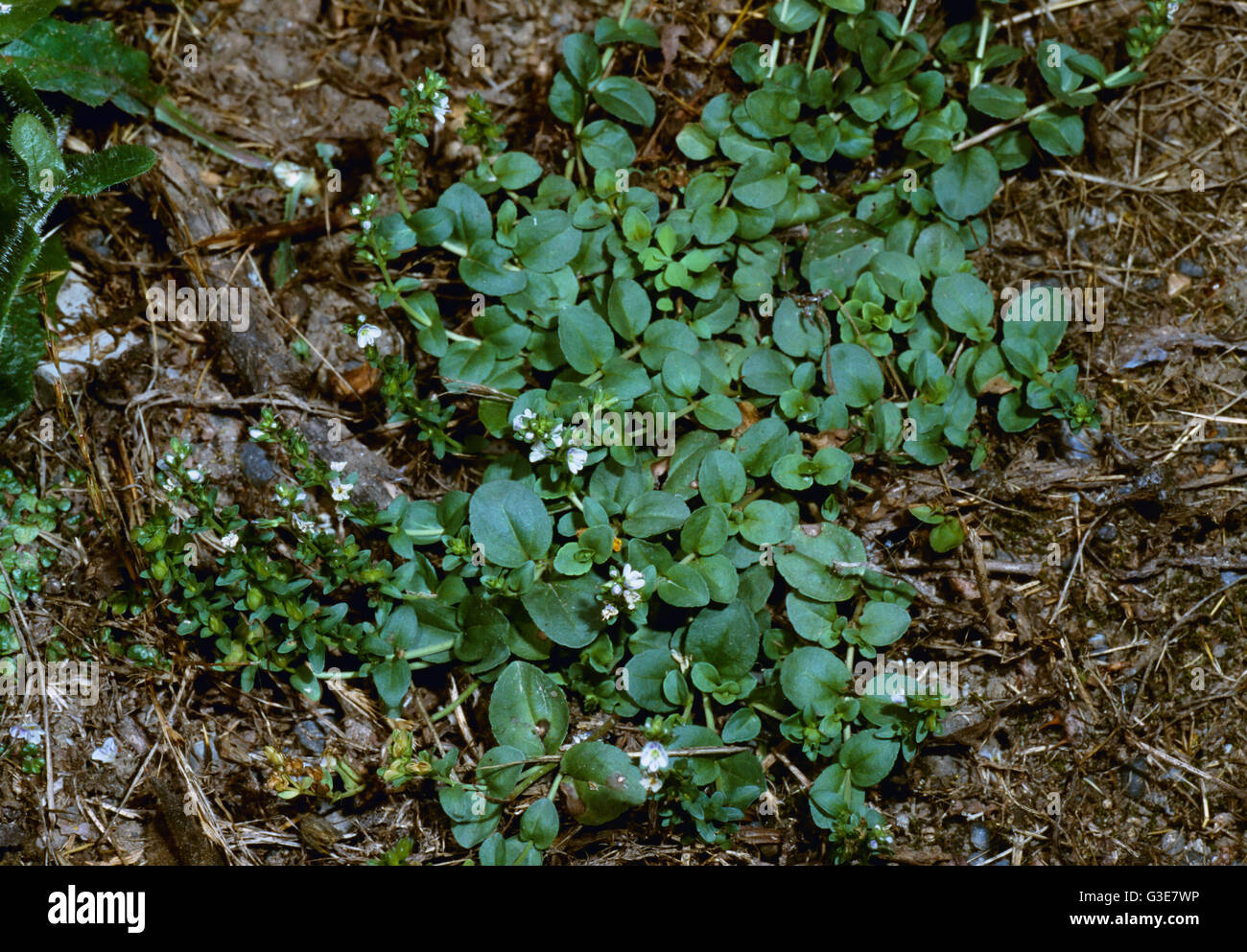 Agriculture - Weeds, Brightblue Speedwell (Veronica serpyllifolia ssp ...
