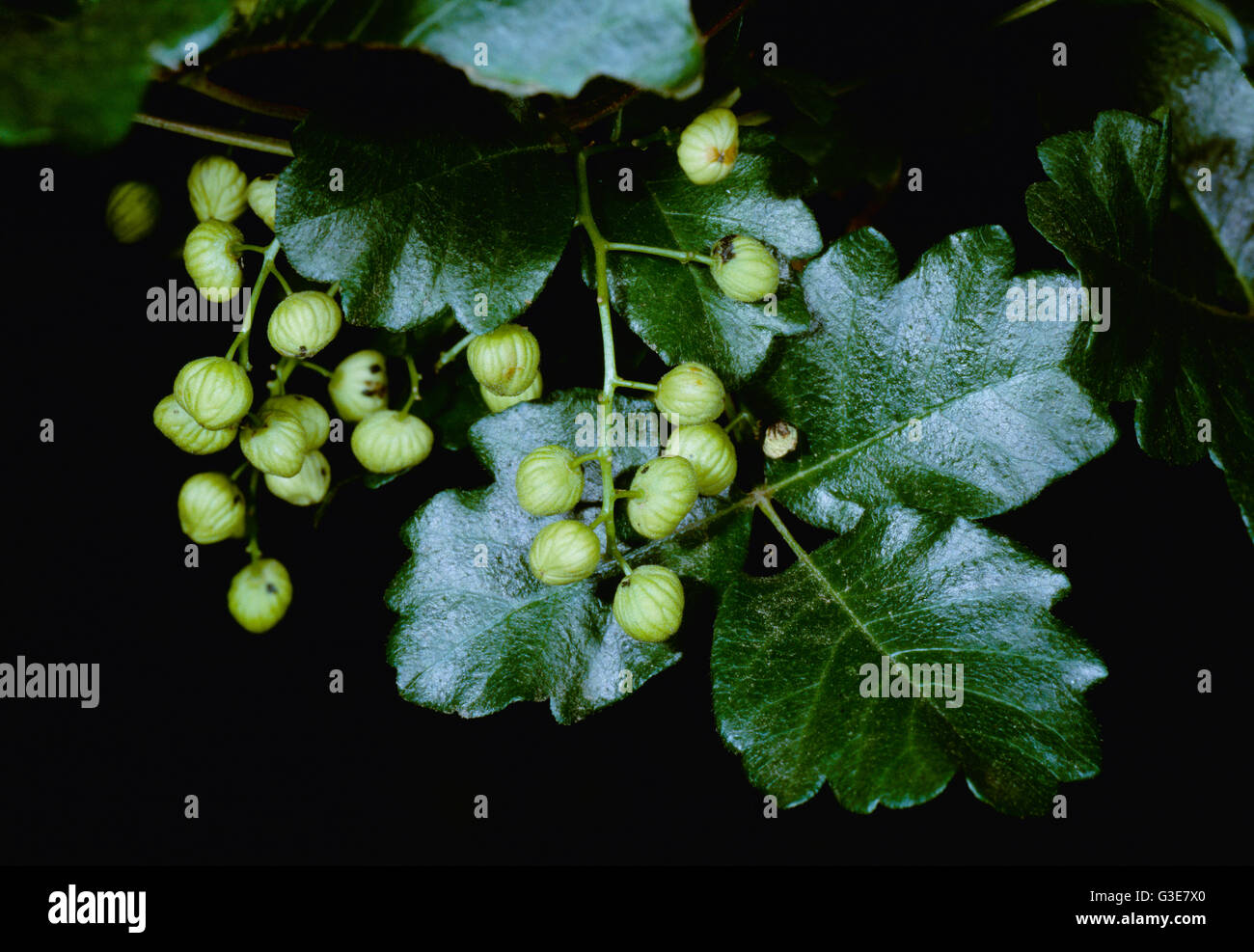 Agriculture - Weeds, Pacific Poison-oak (Toxicodendron diversilobum ...