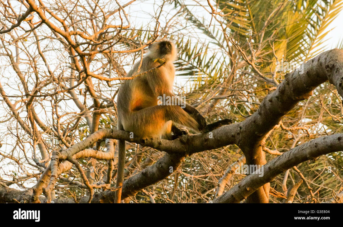 Moneky ranthambhore national park hi-res stock photography and images ...