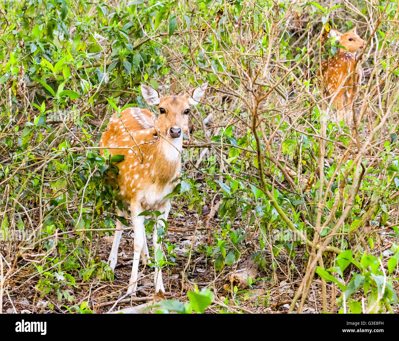 Species of deer native to india hi-res stock photography and images - Alamy