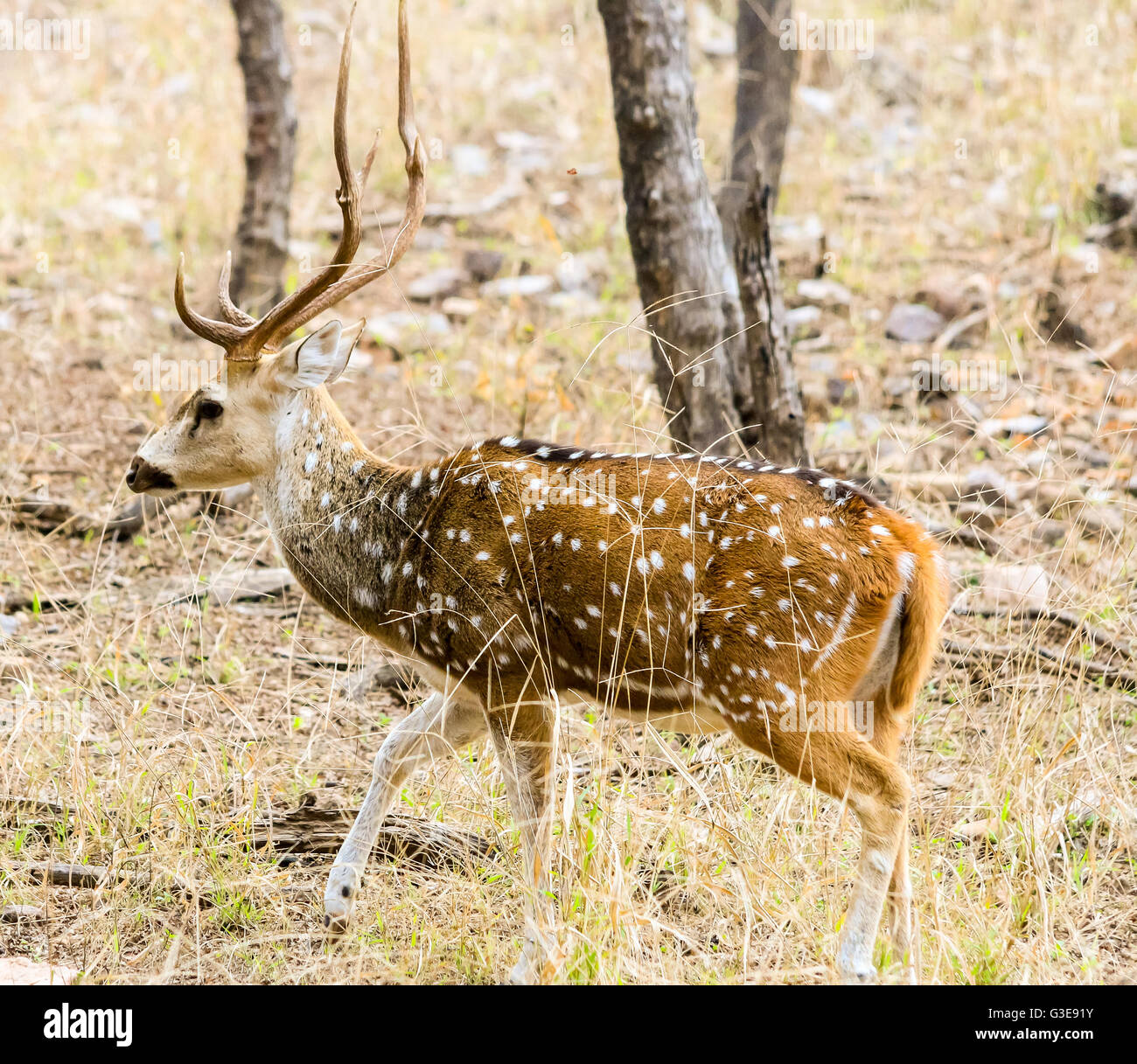 White spotted indian deer hi-res stock photography and images - Alamy