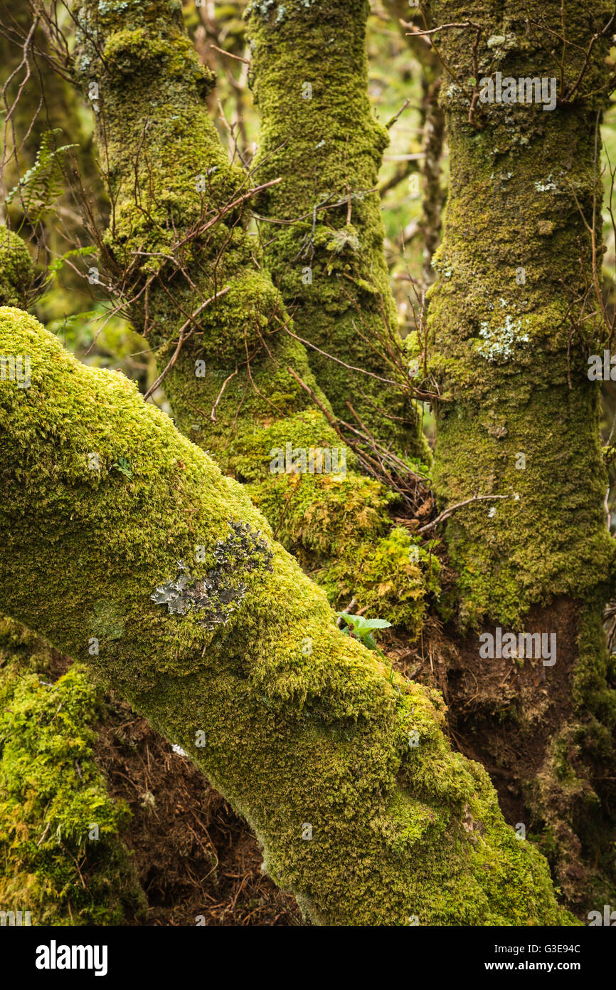 Scottish moss hi-res stock photography and images - Alamy