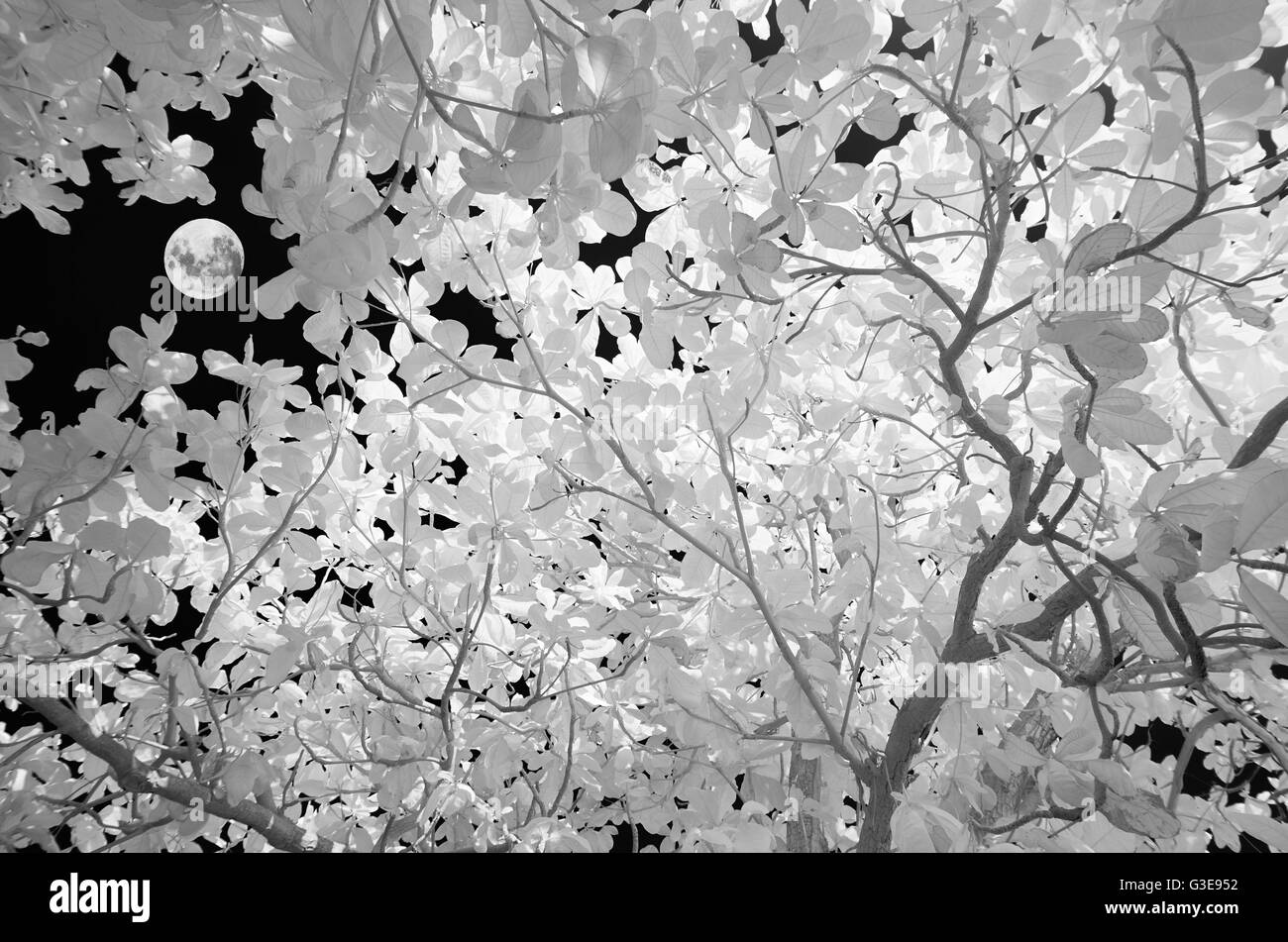 Moon through foliage hi-res stock photography and images - Alamy