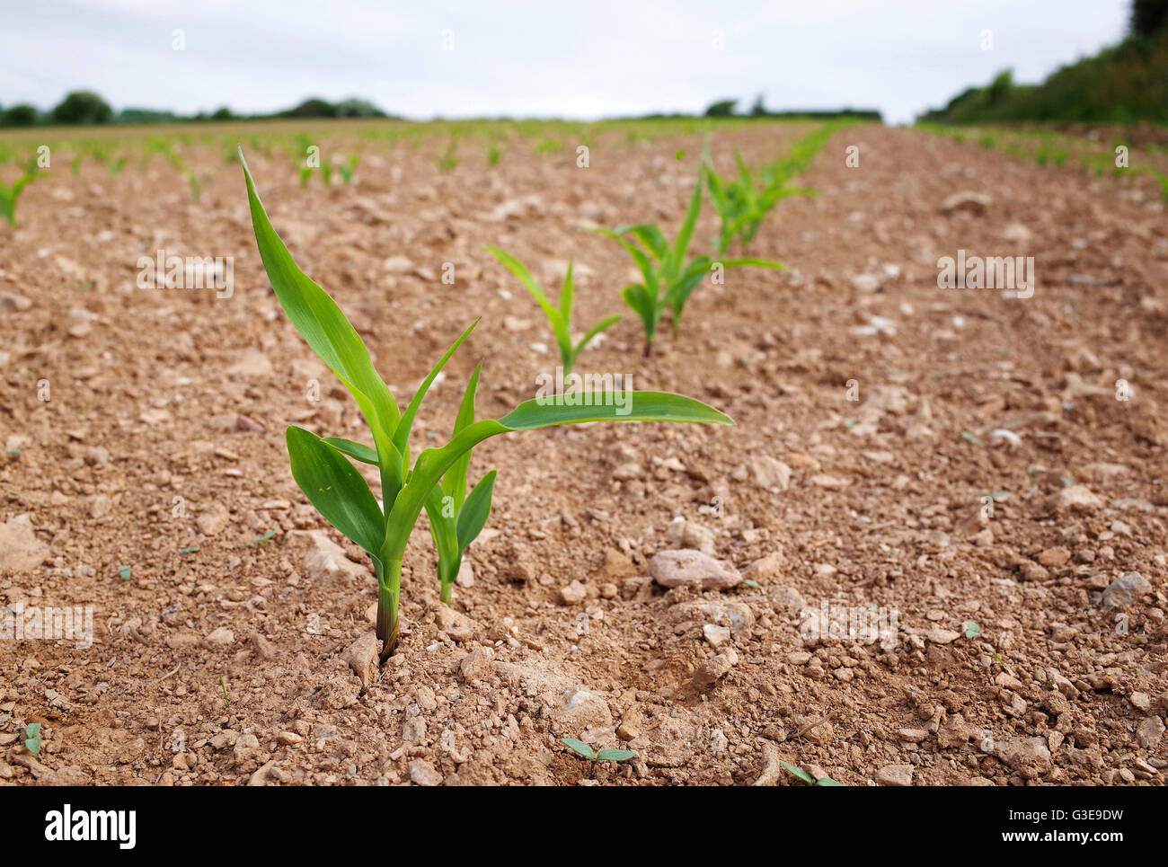 early growth of a Maize crop Stock Photo - Alamy