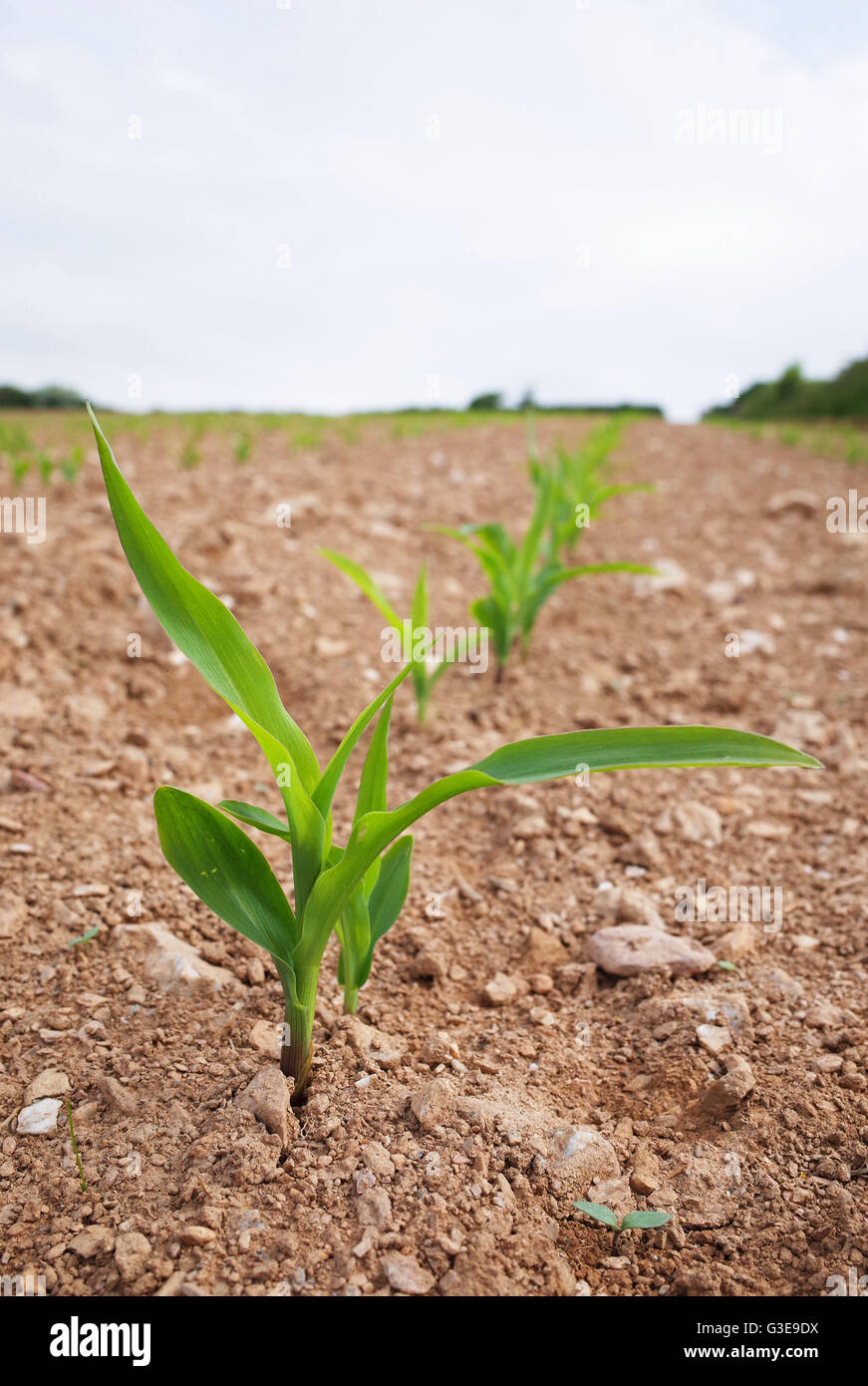 early growth of a Maize crop Stock Photo - Alamy