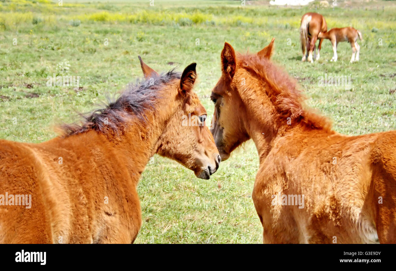 two caring stallion and the horse in the background, feeding a small ...