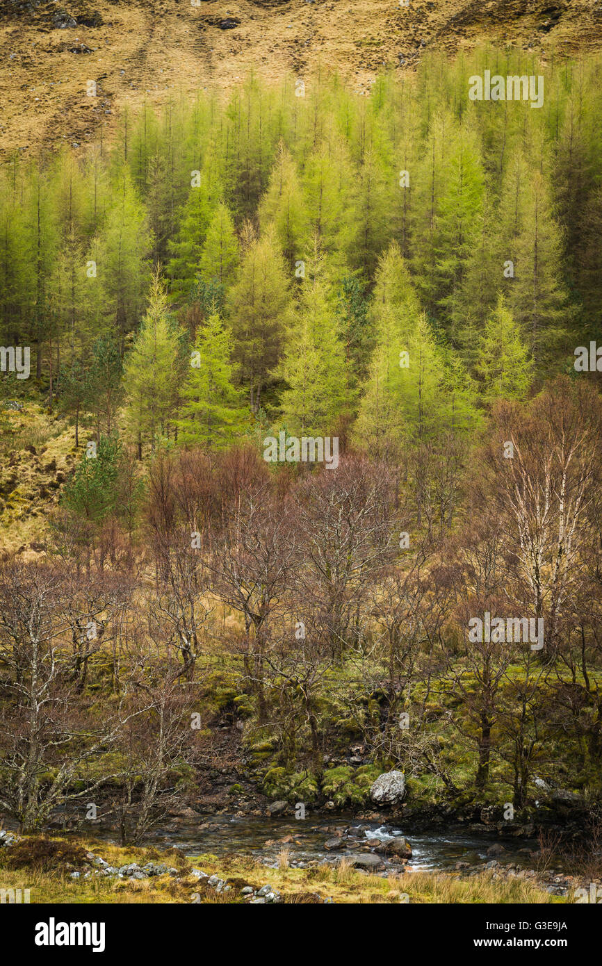 Hillside fir trees above a burn in a Scottish glen, Western Highlands ...