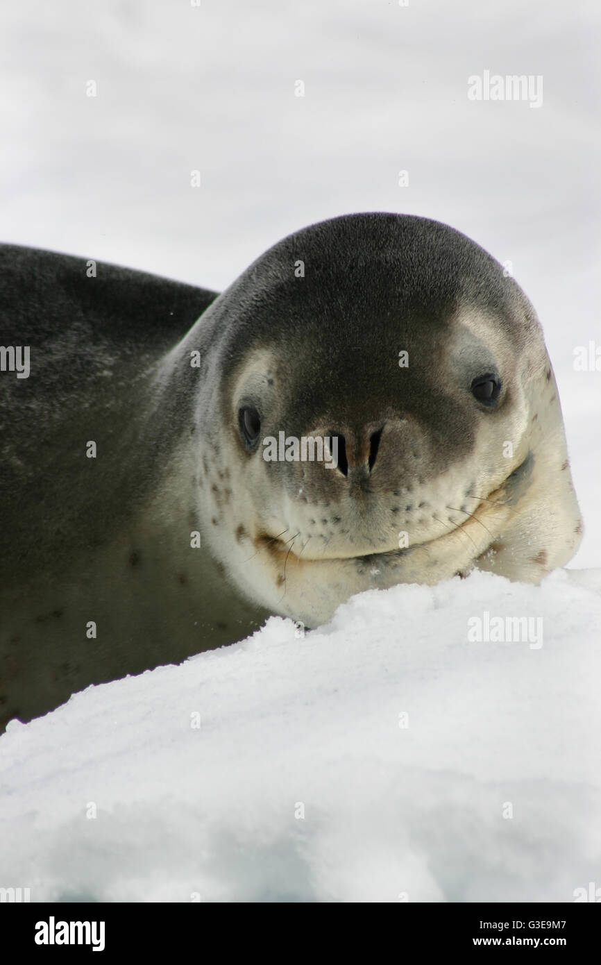 Leopard seal antarctica hi-res stock photography and images - Alamy