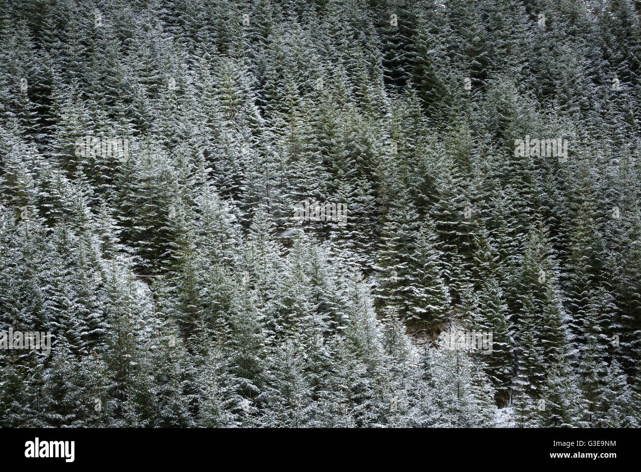 Scots pine forest under fresh snowfall, Western Highlands, Scotland ...