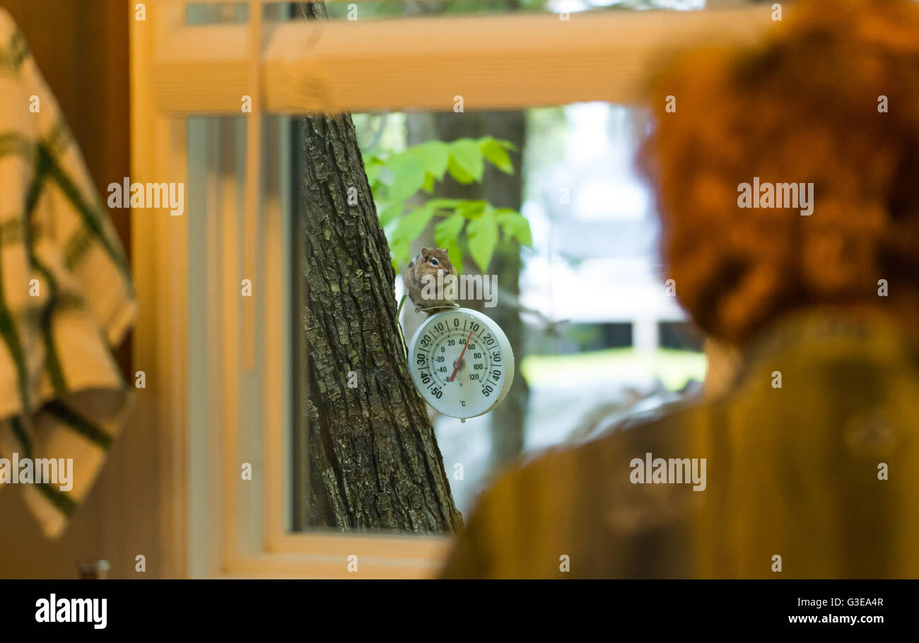 Chipmunk watches woman through kitchen window Stock Photo - Alamy