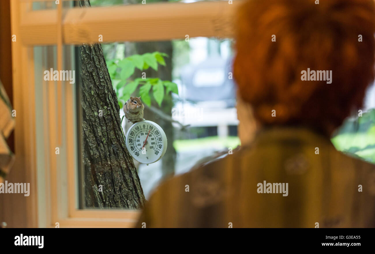 Chipmunk watches woman through kitchen window Stock Photo - Alamy