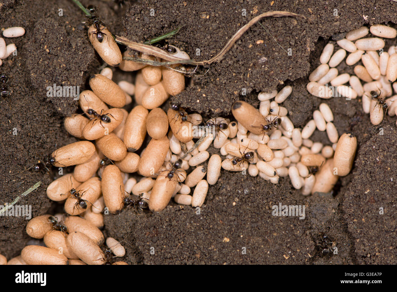Common black ant (Lasius niger) pupae with workers. Exposed chambers of ...
