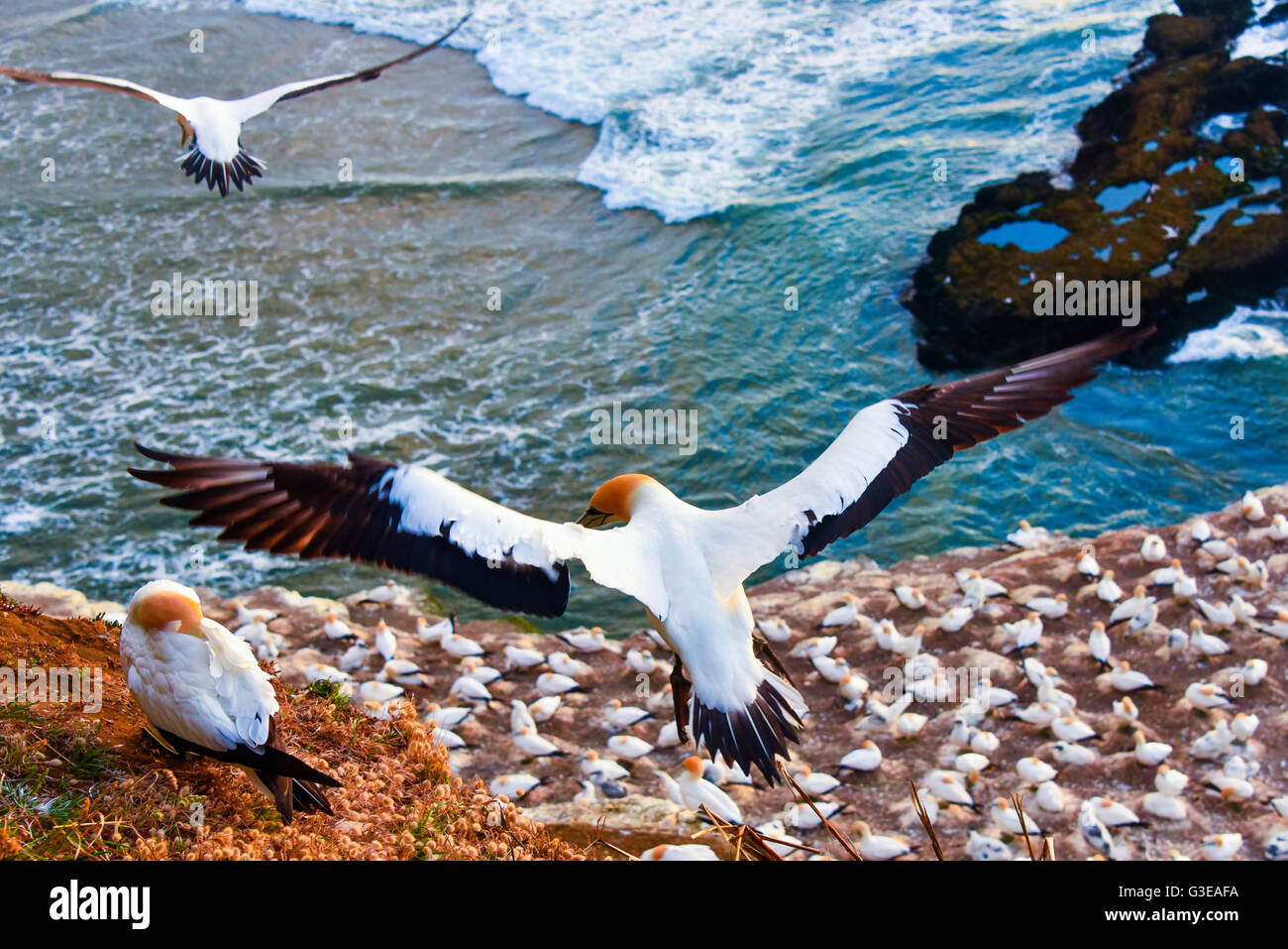 Nz gannets hi-res stock photography and images - Alamy