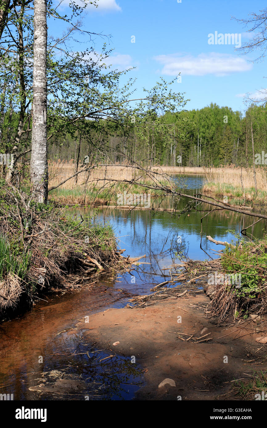 Spring landscape with stream flowing across forest Stock Photo - Alamy