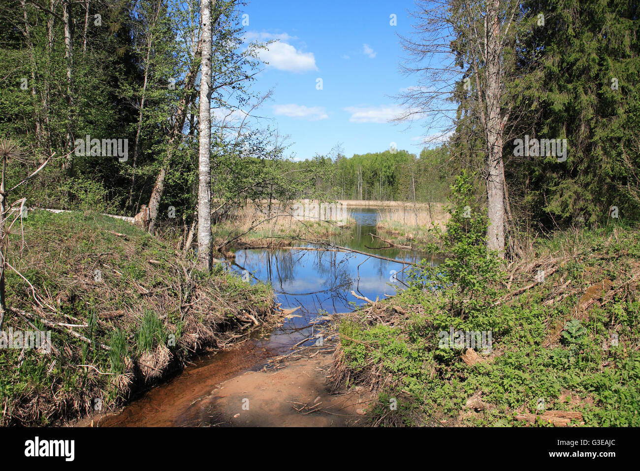 Spring landscape with stream flowing across forest Stock Photo - Alamy