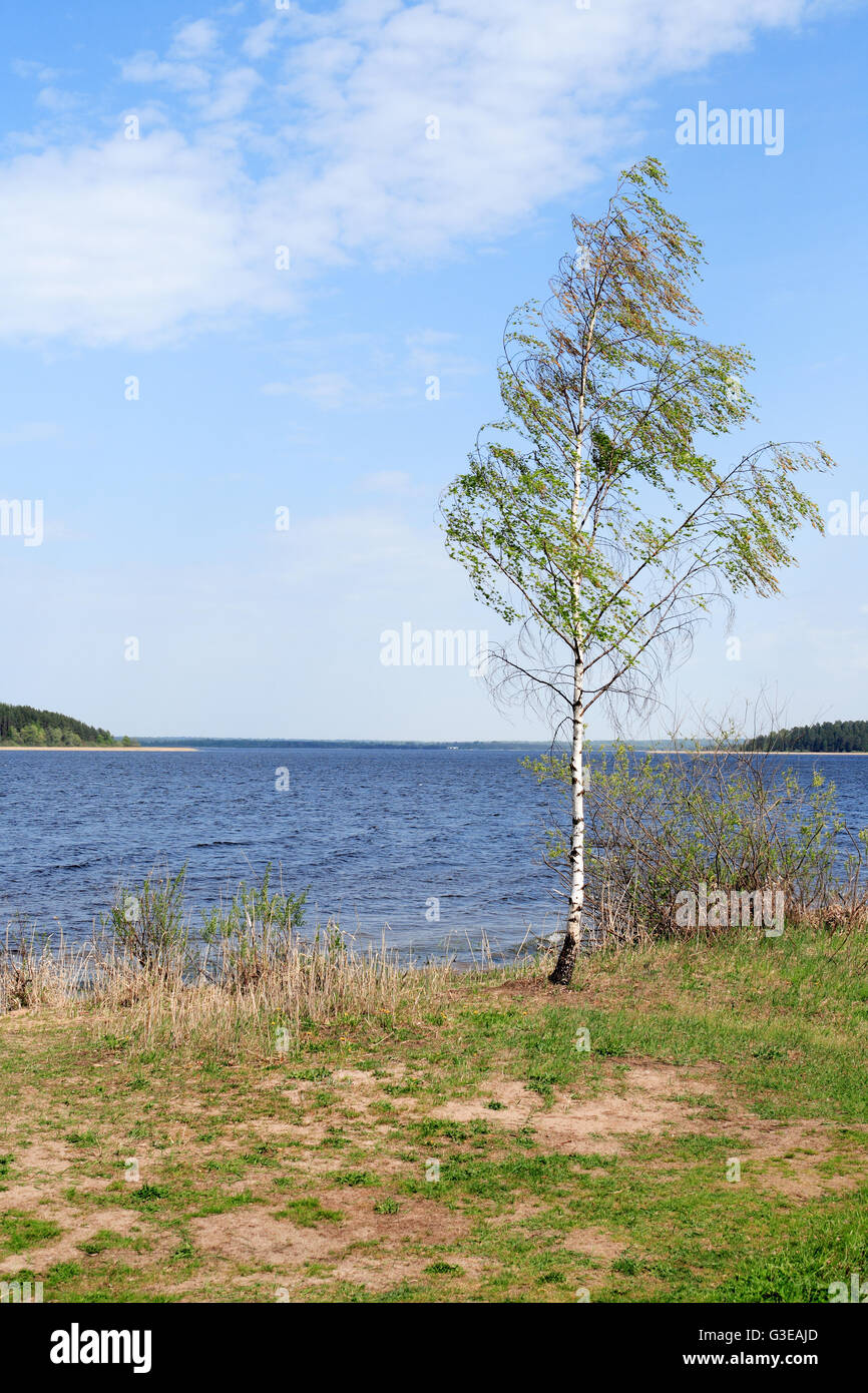 Summer landscape. One birch near lake against blue sky with clouds ...