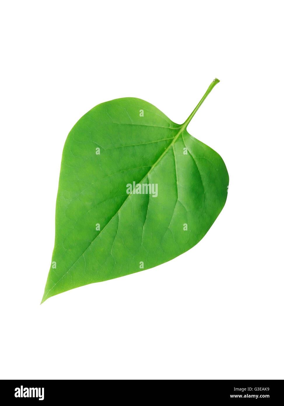 One green leaf isolated on white background. Clipping path is included ...