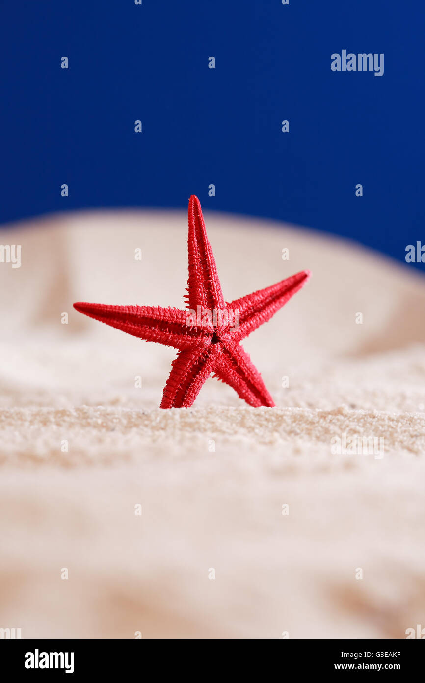 One red starfish standing on sand against blue background Stock Photo ...