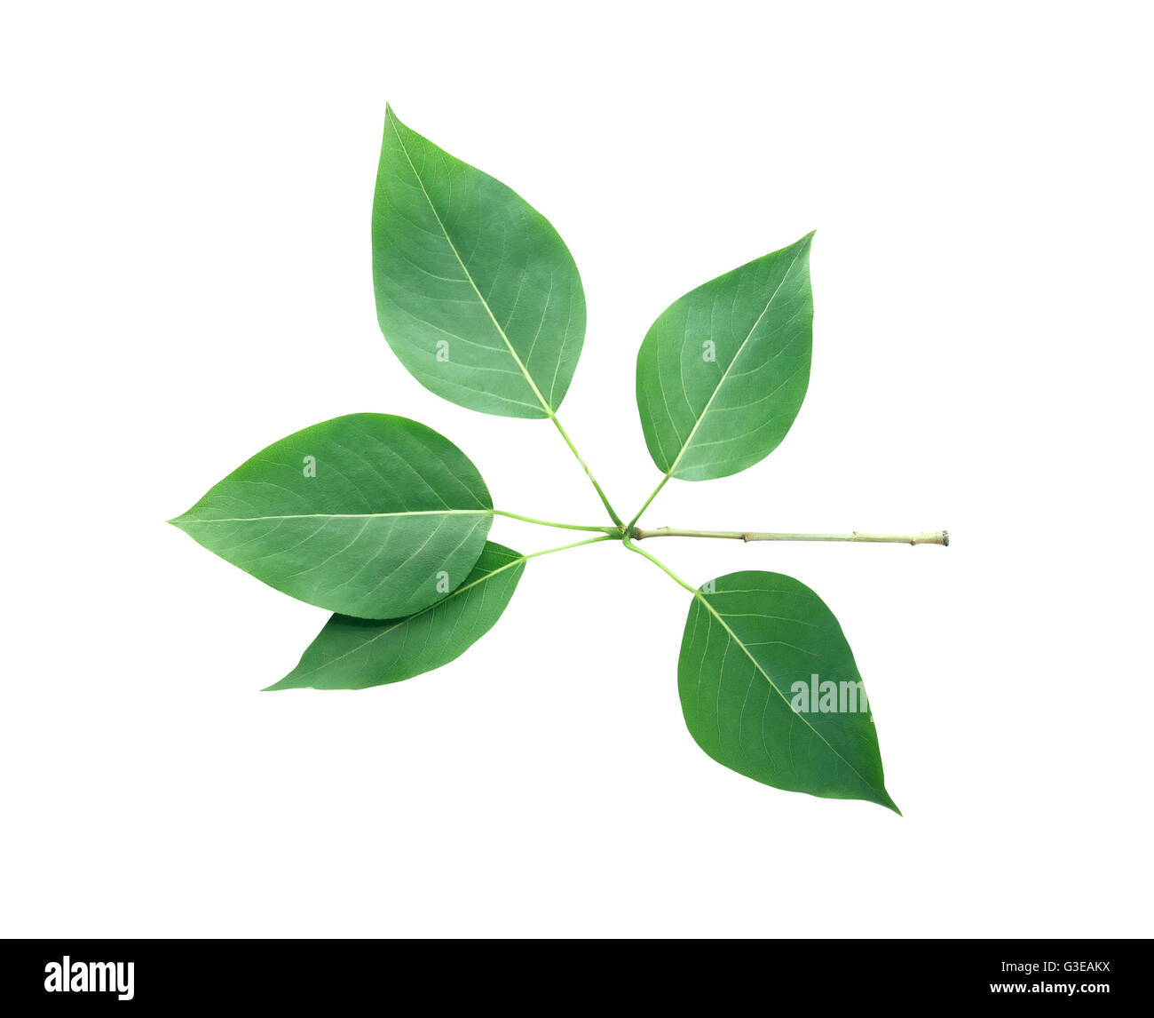 Beautiful branch with green leaves isolated on white background ...