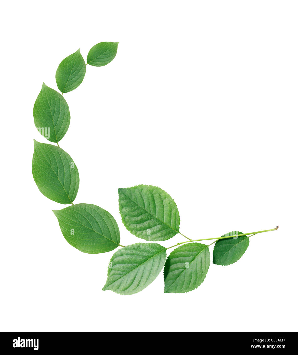 Tree border frame hi-res stock photography and images - Alamy