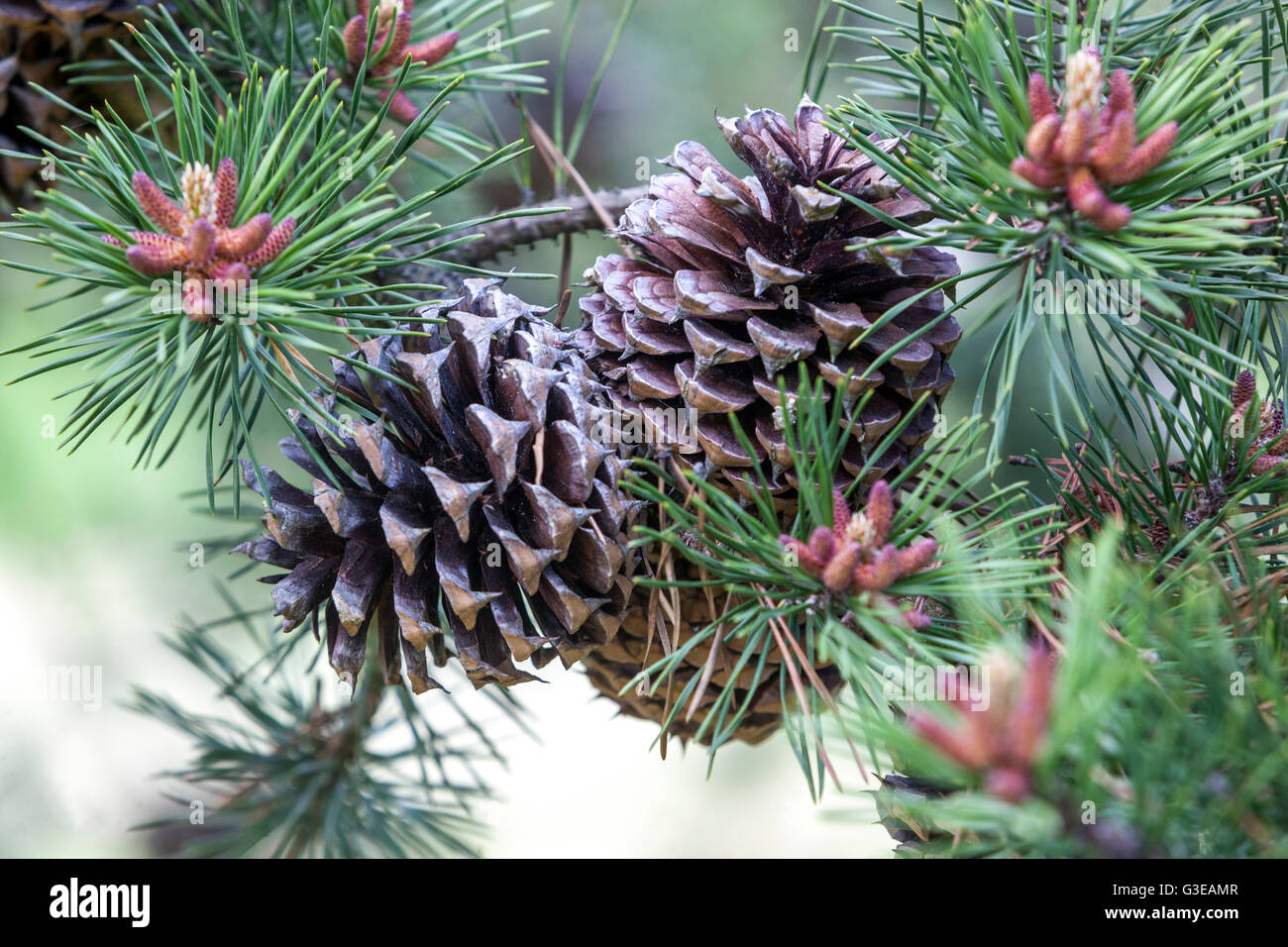 Twig, Cones, Pinus, Mature, Pine cones, Open, Pine, Female cones ...