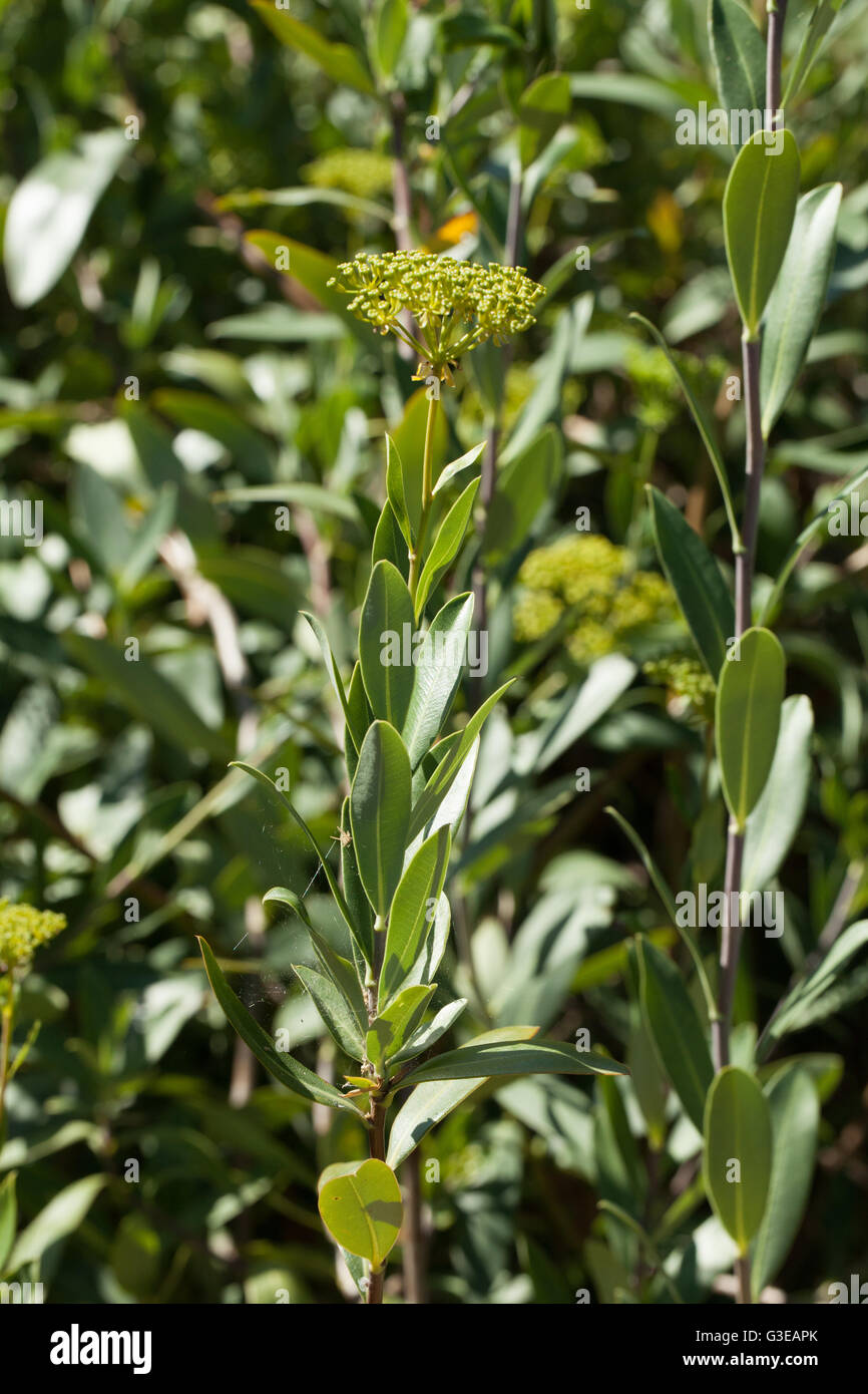 Bupleurum hi-res stock photography and images - Alamy
