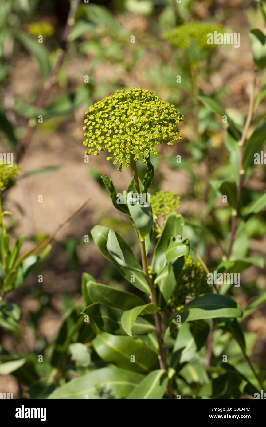 Bupleurum fruticosum hi-res stock photography and images - Alamy