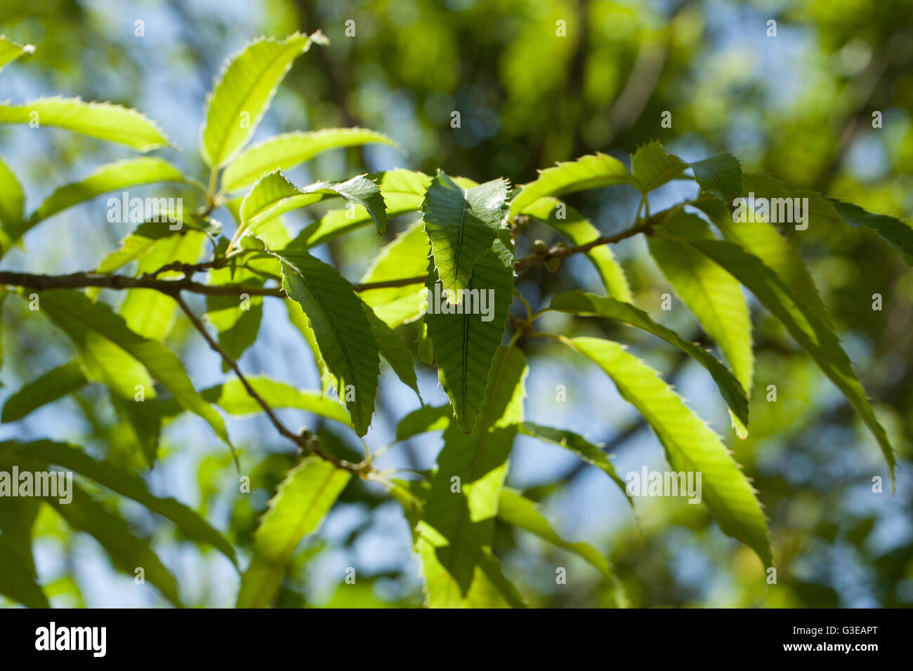 Species quercus acutissima hi-res stock photography and images - Alamy