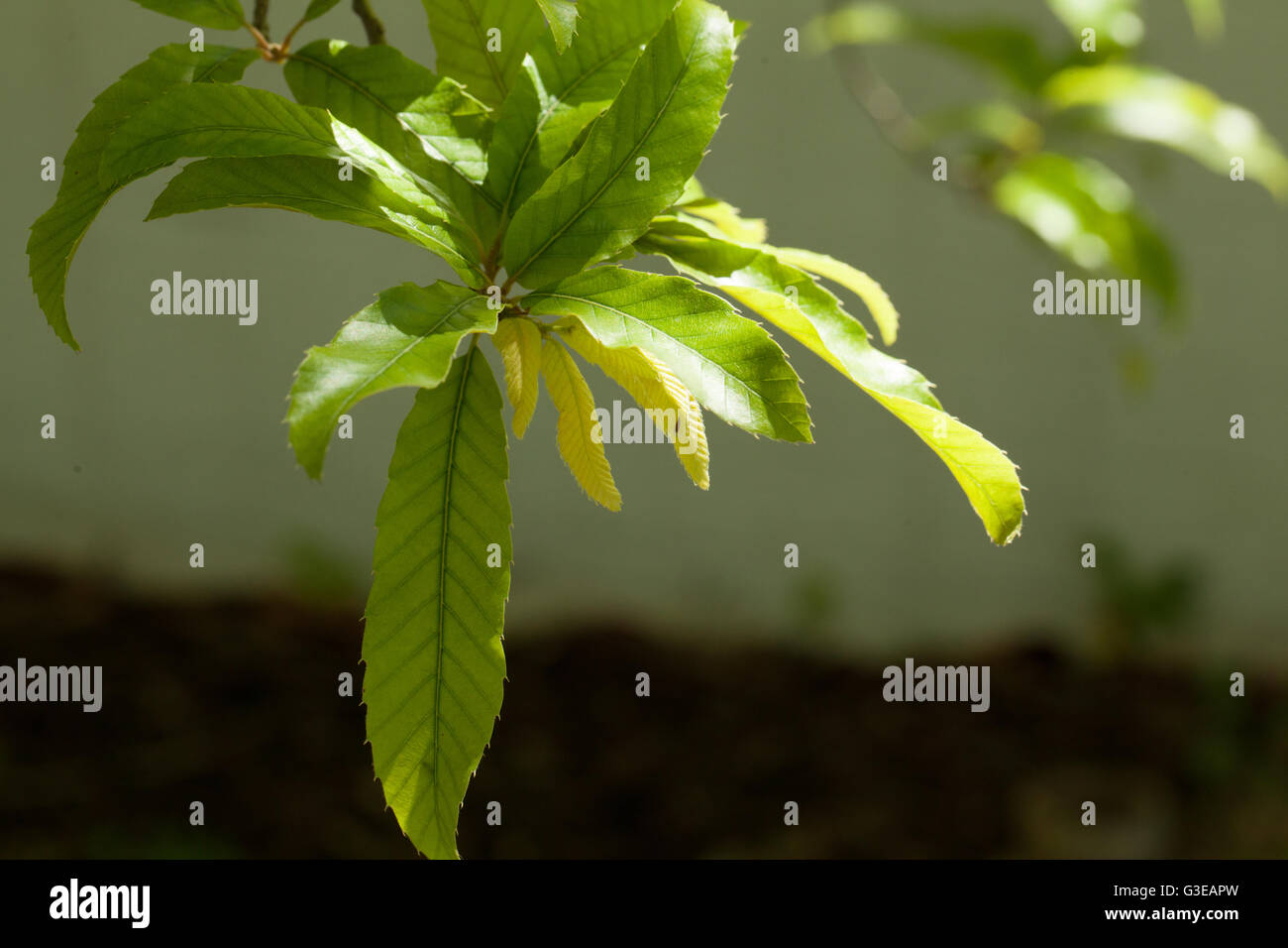 Quercus acutissima hi-res stock photography and images - Alamy