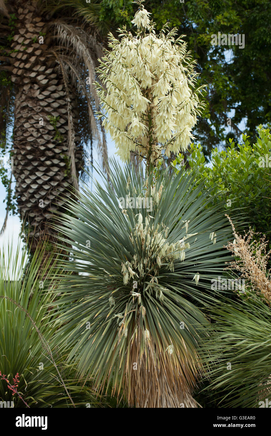 Yucca rostrata hi-res stock photography and images - Alamy