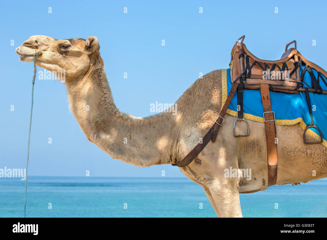 Arabian camel hi-res stock photography and images - Alamy