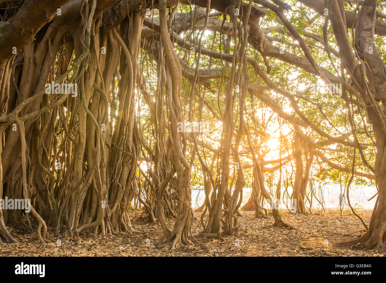 Tree of Life, Amazing Banyan Tree in morning sunlight Stock Photo - Alamy