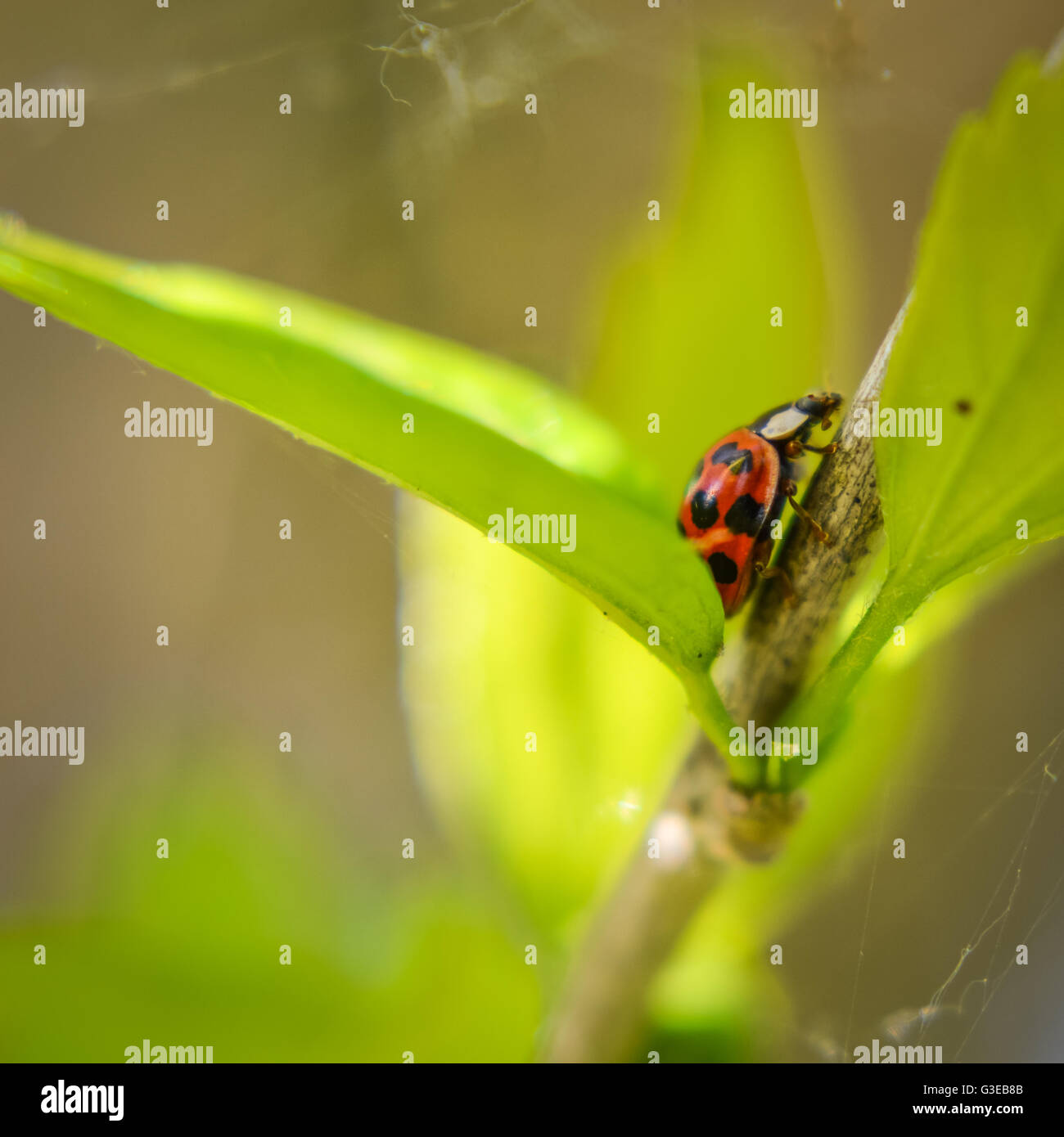 ladybug climbing an hibiscus twig Stock Photo - Alamy
