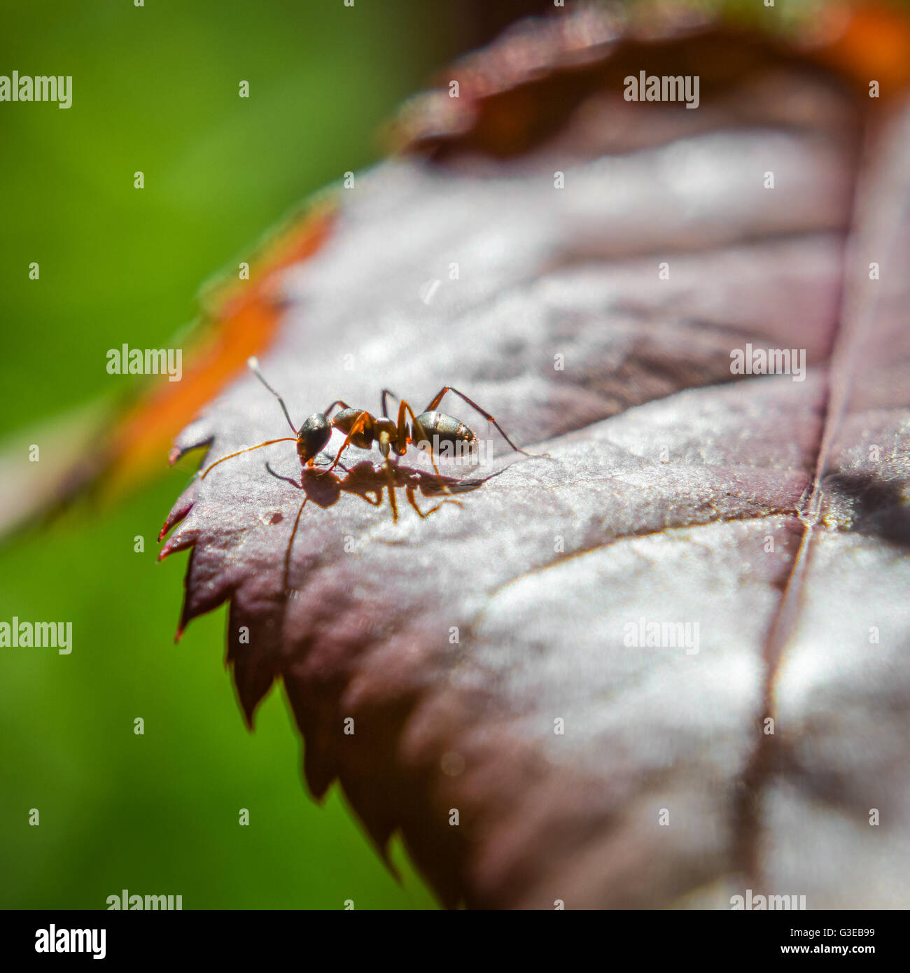 little ant back lit on a rose leaf Stock Photo - Alamy