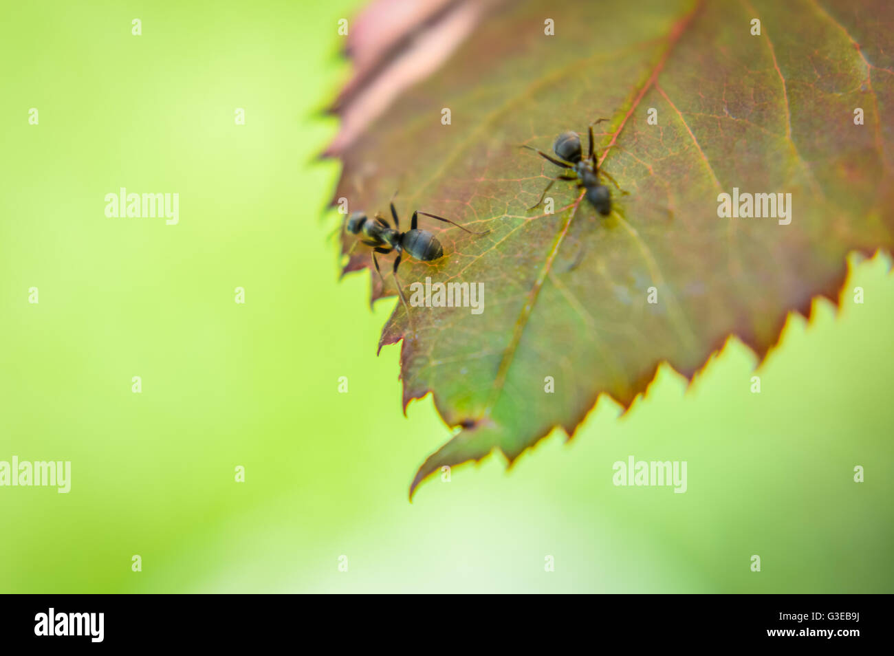 Couple of small insects hi-res stock photography and images - Alamy