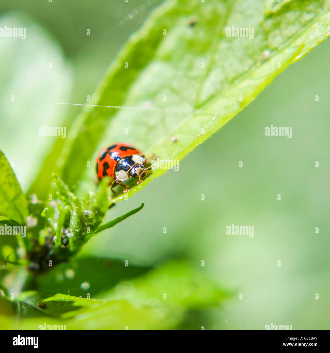 little ladybug on a green leaf Stock Photo - Alamy