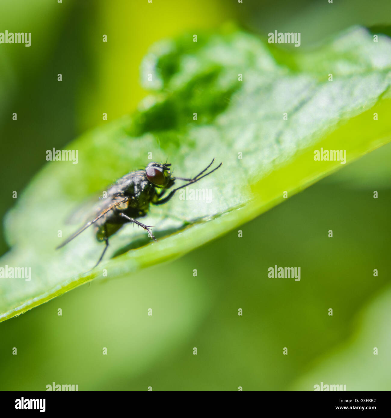 Housefly flying hi-res stock photography and images - Alamy