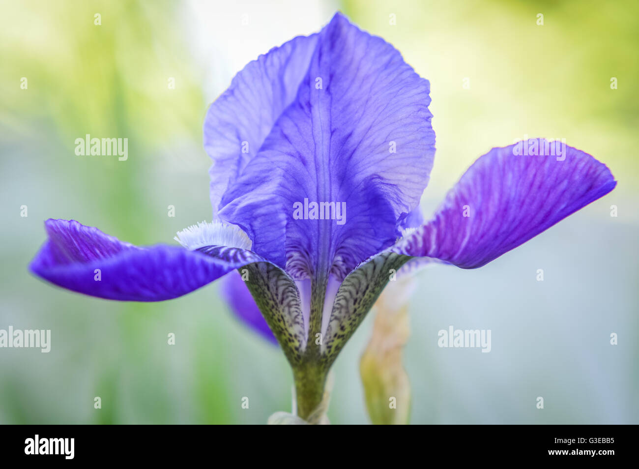 beautiful blue purple Iris flower Stock Photo - Alamy