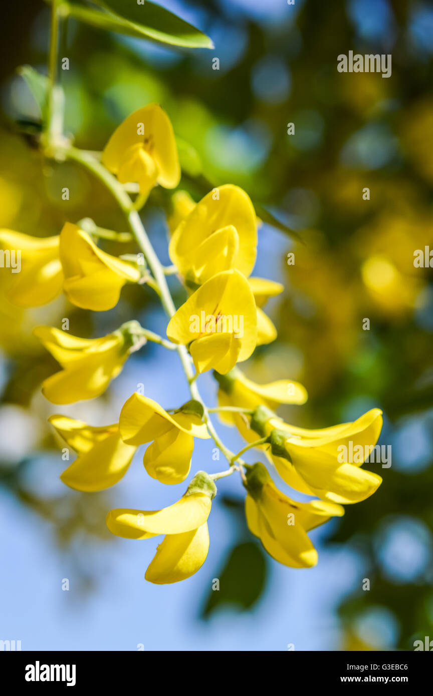 Yellow laburnum flowers close up Stock Photo - Alamy
