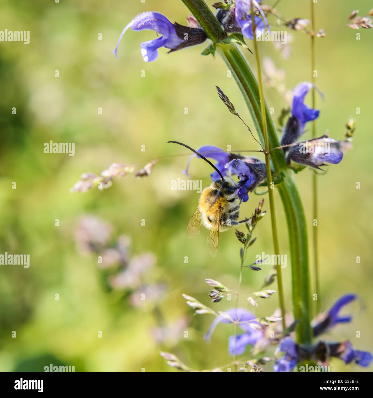 Wild honey bee collecting pollen hi-res stock photography and images ...
